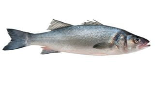 Lunar Hatch, the plan to raise fish on the Moon | Near future