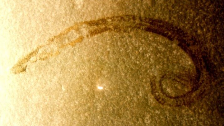 Siberian worms brought back to life from Arctic permafrost after 42.000 ...